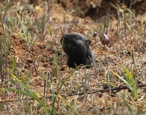 Roedor nativo de Chile destaca en colección de plastinados del Museo ...