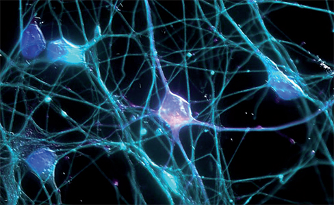 Neurobiología: Prácticas y consejos saludables | Museo de Historia ...