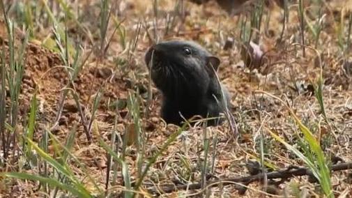Roedor nativo de Chile destaca en colección de plastinados del Museo ...